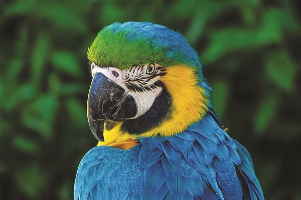 Zootier des Jahres - Steckbrief